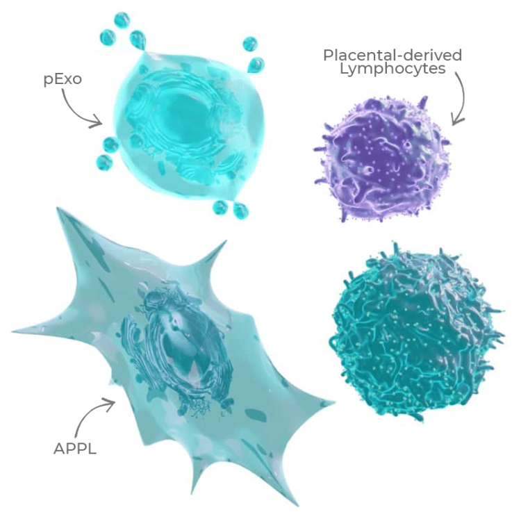 Placenta – Celularity